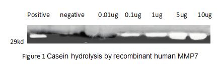 Active Matrix Metalloproteinase 7 (MMP7) | APA102Hu61 | Homo sapiens ...